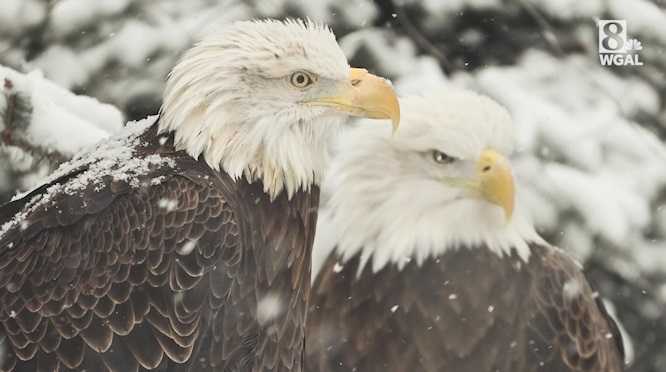 ZooAmerica relocates some birds due to concerns about avian flu