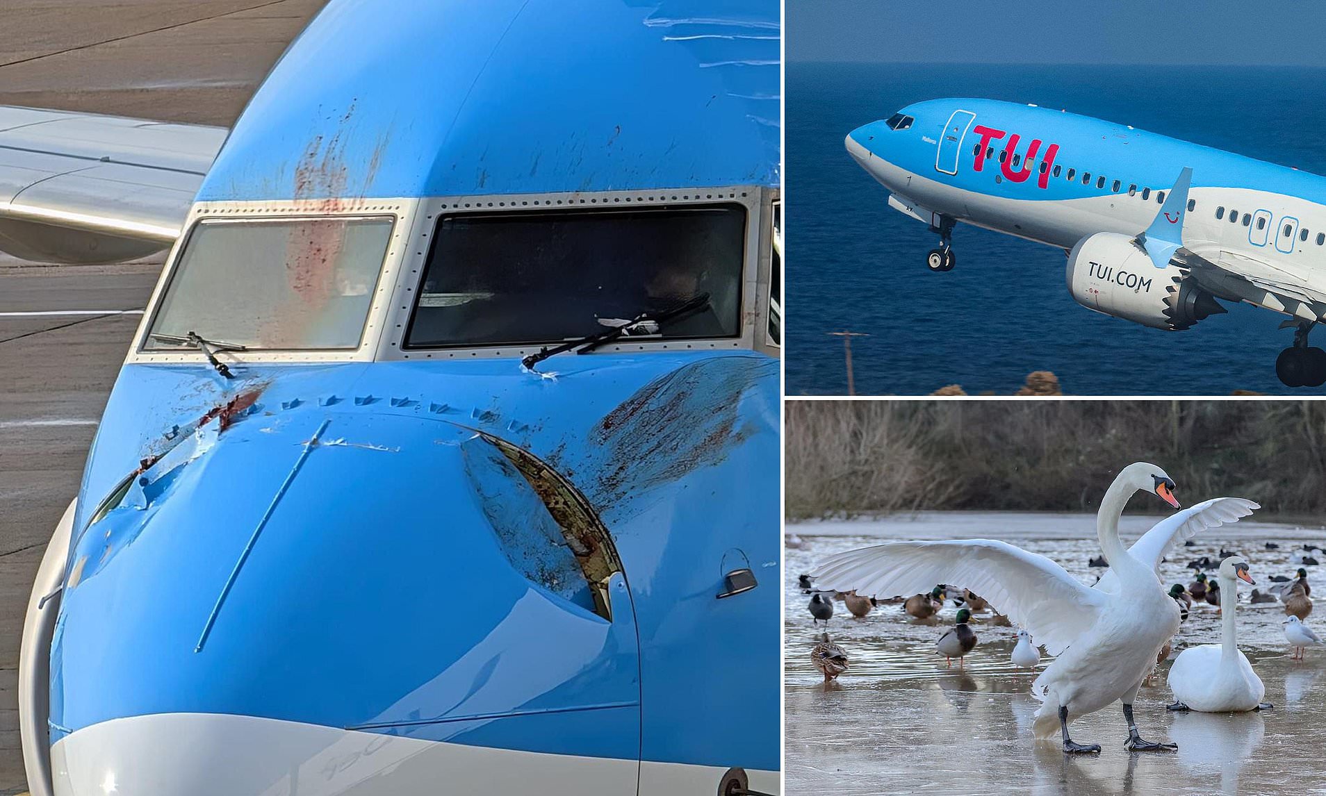 Plane forced into emergency landing after swans smash into windscreen