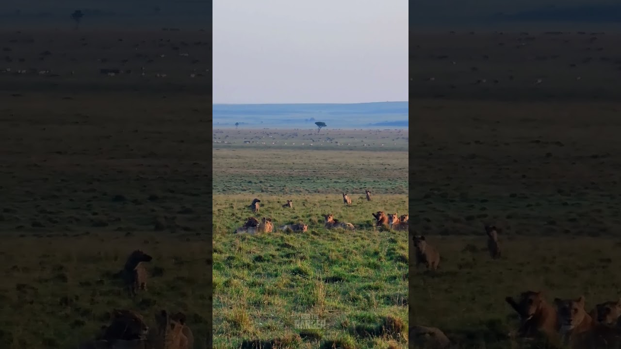 Lion's Epic Breakfast Scene In The Wild Revealed