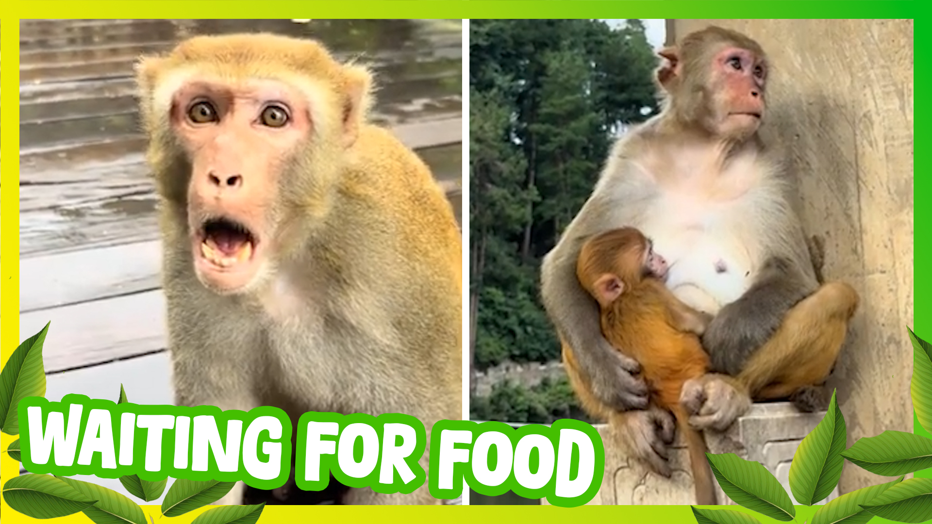 Hungry Monkey Waiting for Food: Funny and Adorable Reactions 🐒🍌