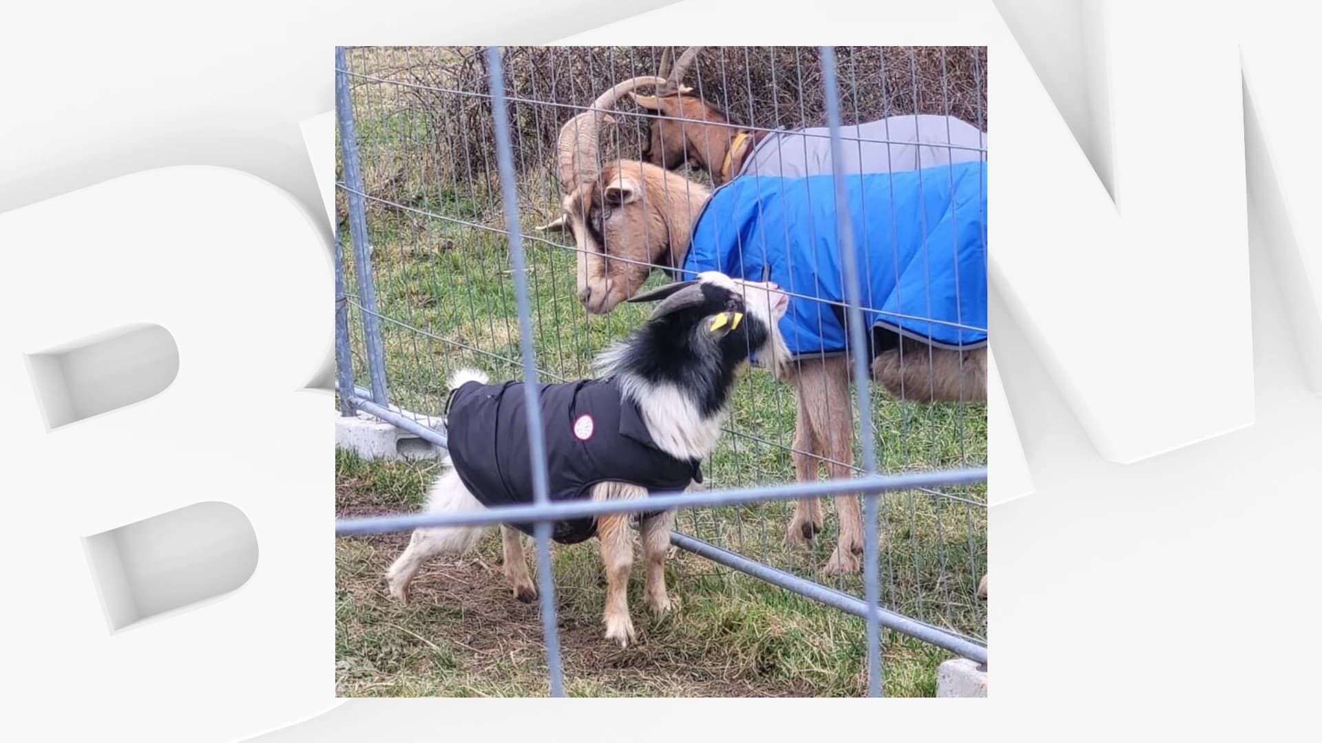 "Il vit sa plus belle vie": le bouc frappé en pleine rue à Lyon a été ...
