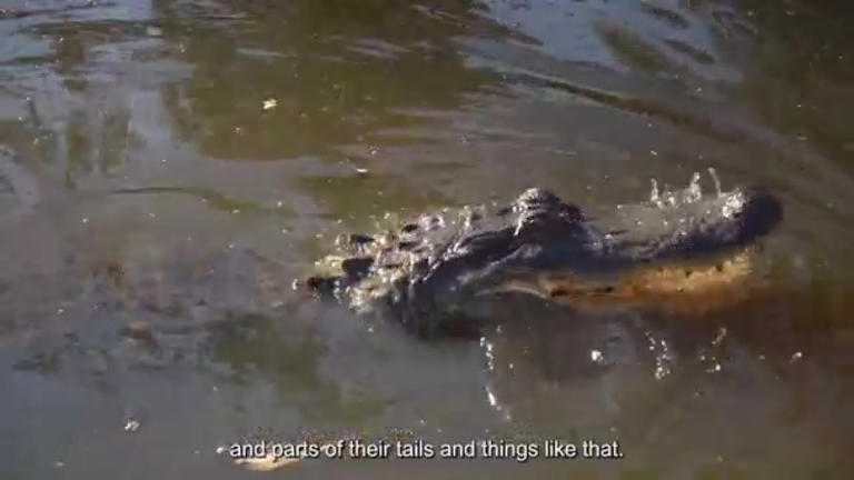Swamp Tour: Gators are more than a scary predator in the swamplands