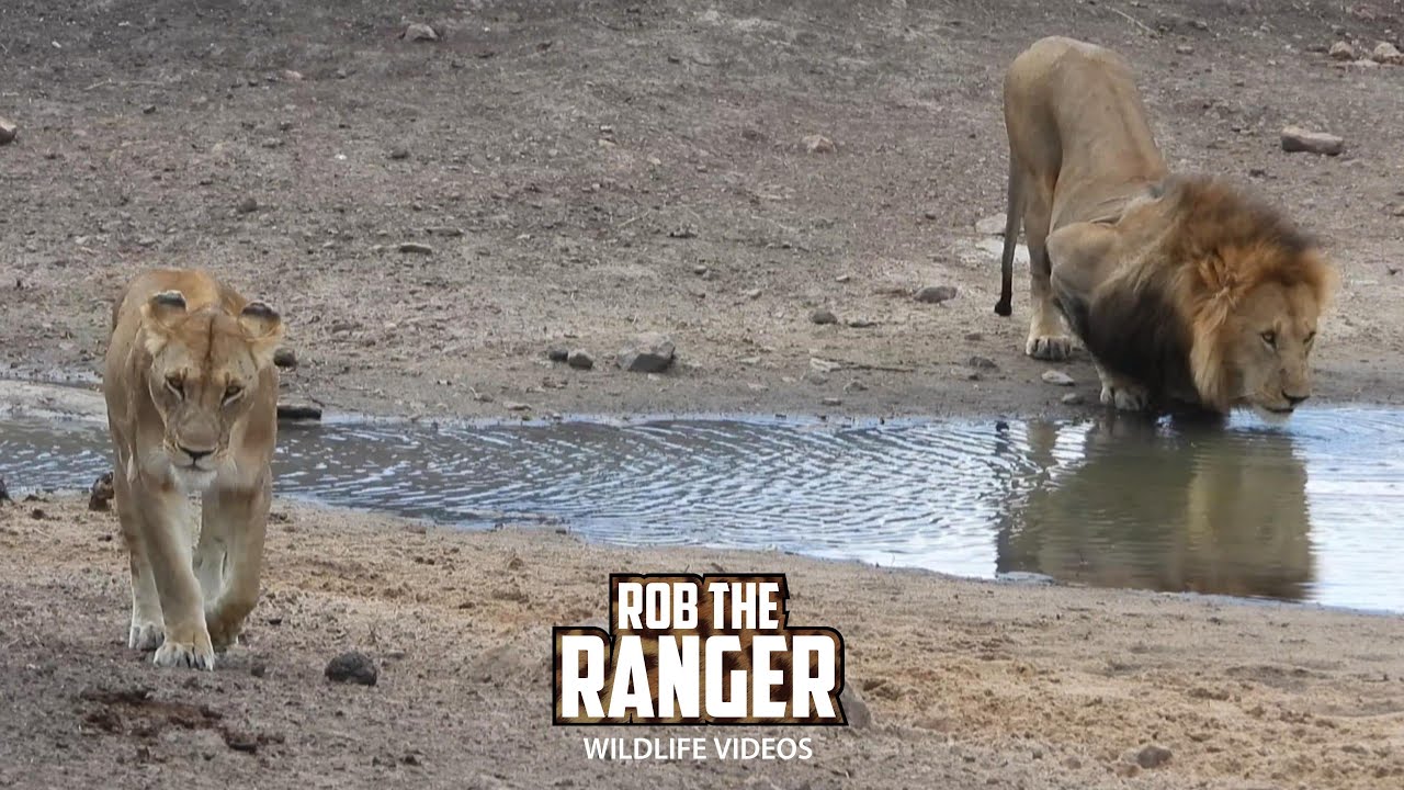Lion and lioness go to drink in the Maasai Mara
