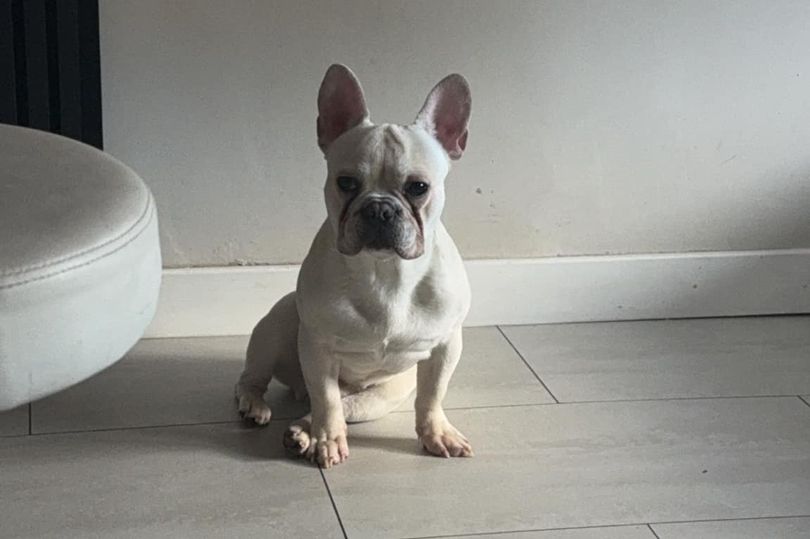 Puppy mauled to death by American Bulldog as Glasgow family left terrified