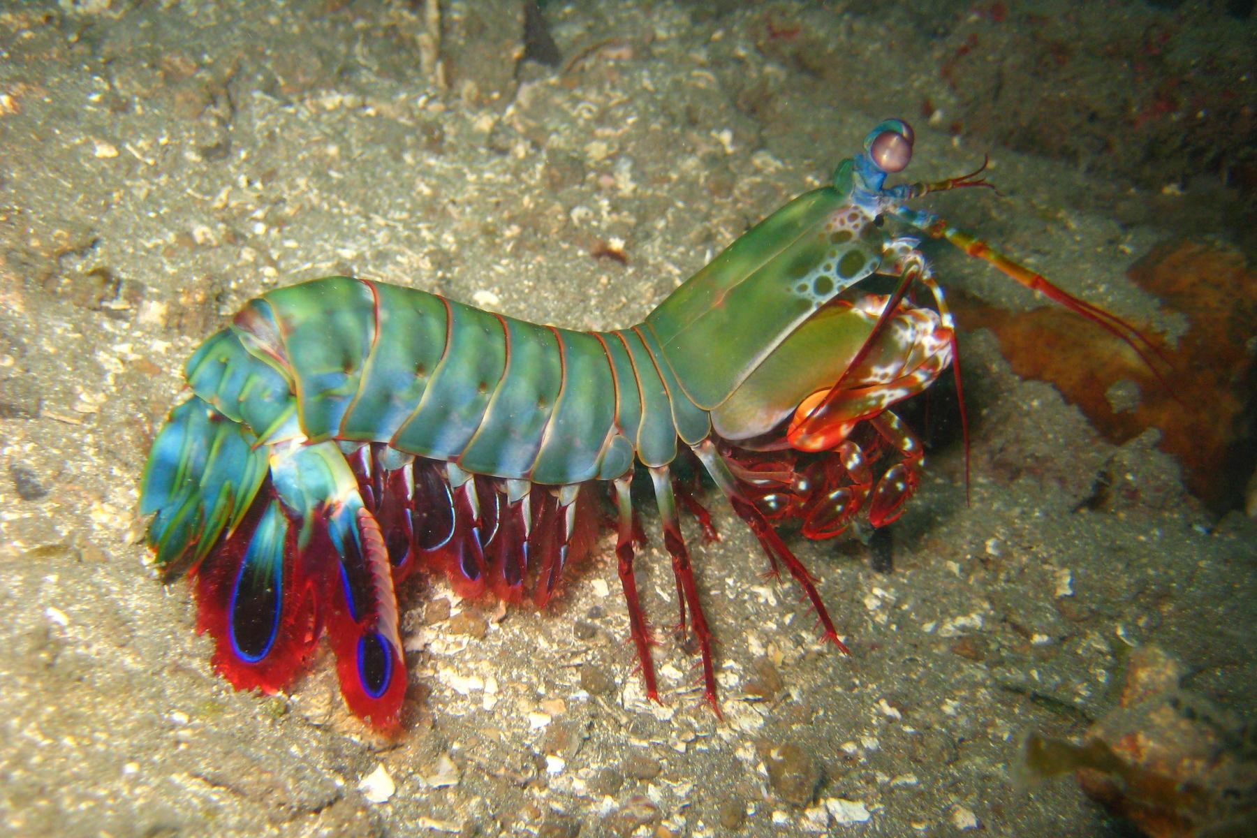 Schlagwütiges Krebstier kann sogar Aquariumglas zertrümmern