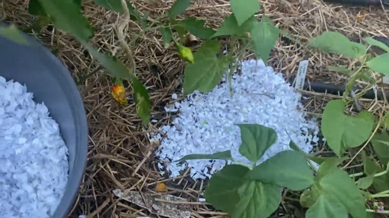 Why Do Some People Use Shredded Paper As Garden Mulch, And Should You ...