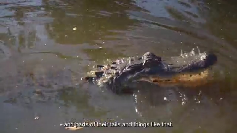 Swamp Tour: Gators are more than a scary predator in the swamplands