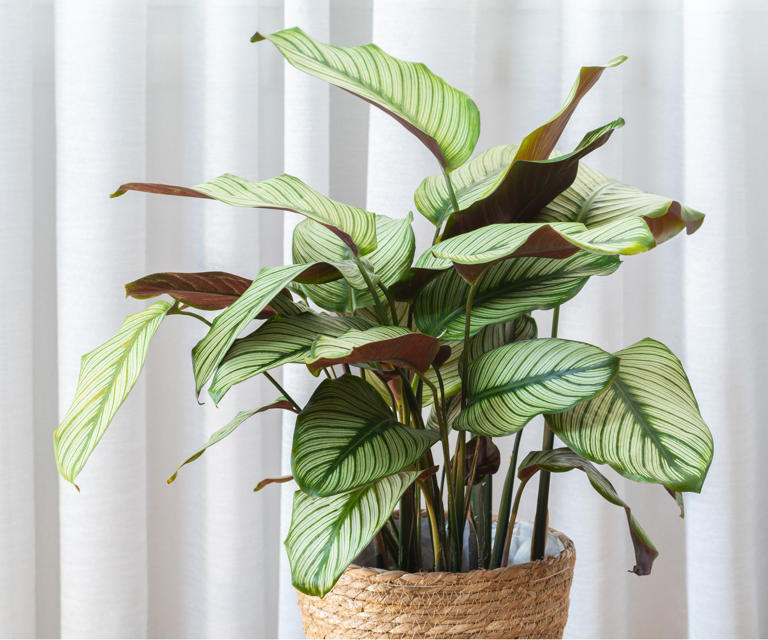 Plant experts say this one mistake is causing your calathea to droop ...