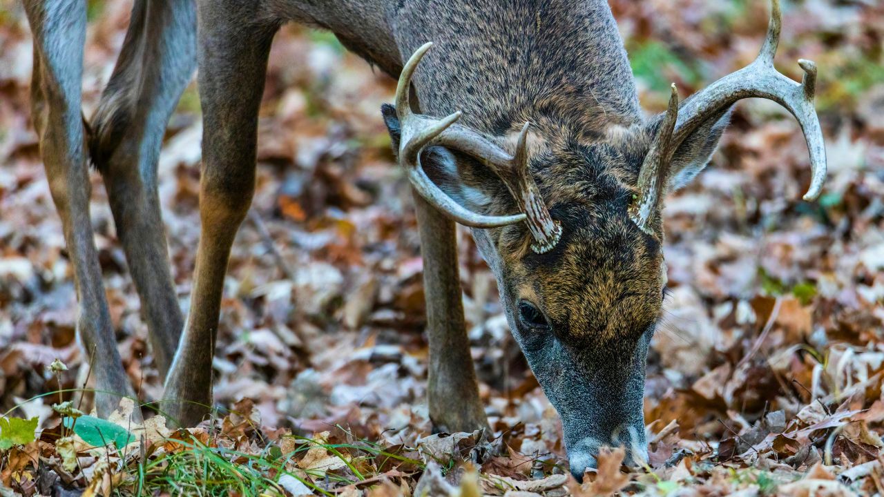 Deer Love These Foods—But Most Hunters Don’t Know It