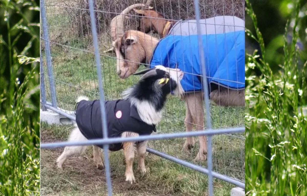 Lyon : Le bouc qui avait été maltraité en pleine rue a trouvé une ...