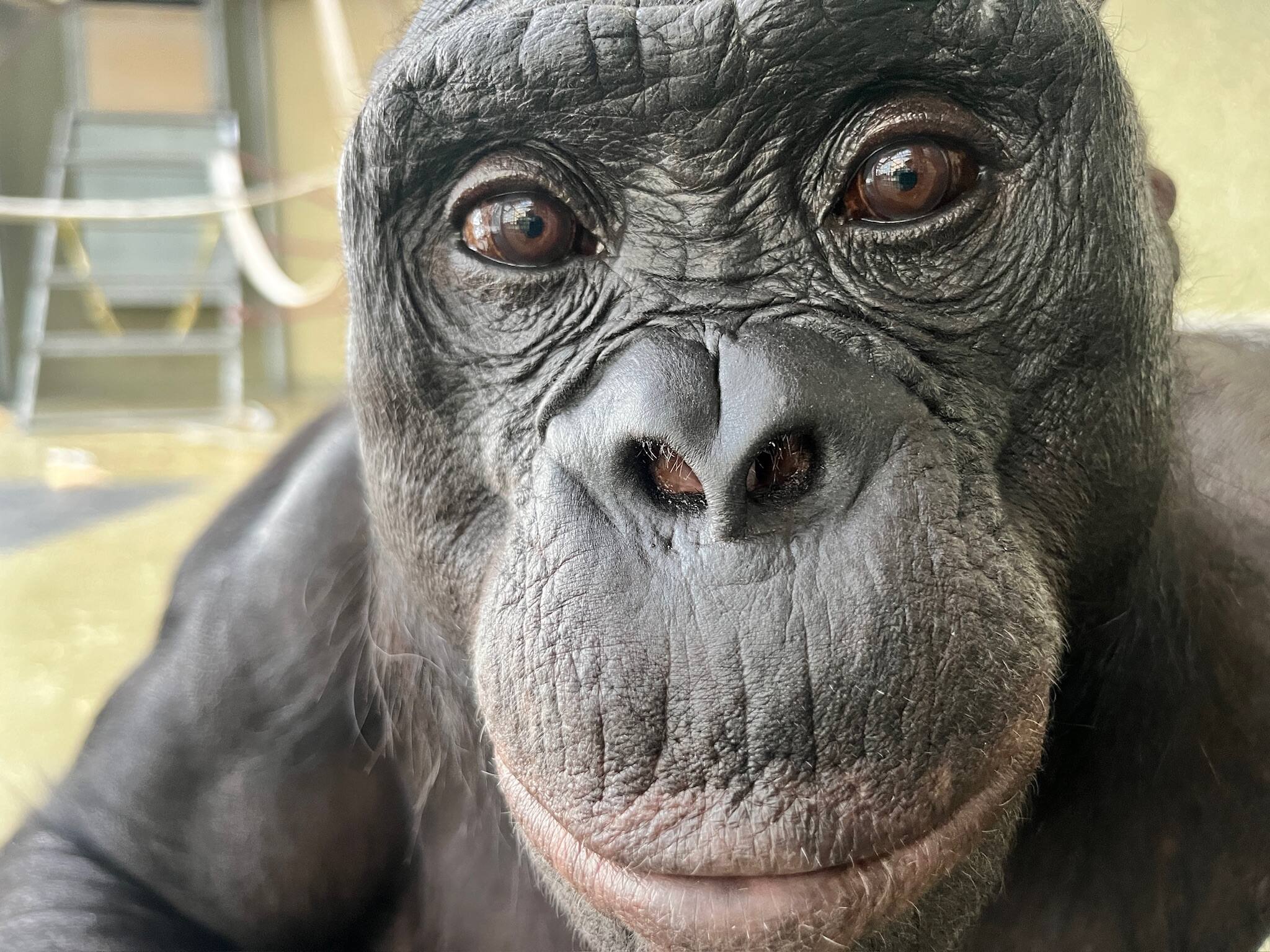 Bonobo-Experiment: Schimpansen können sich in die Sichtweise von ...