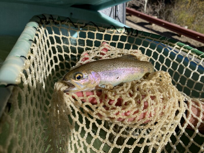 Rescued SoCal steelhead spawn new life after Palisades Fire. Here’s how ...