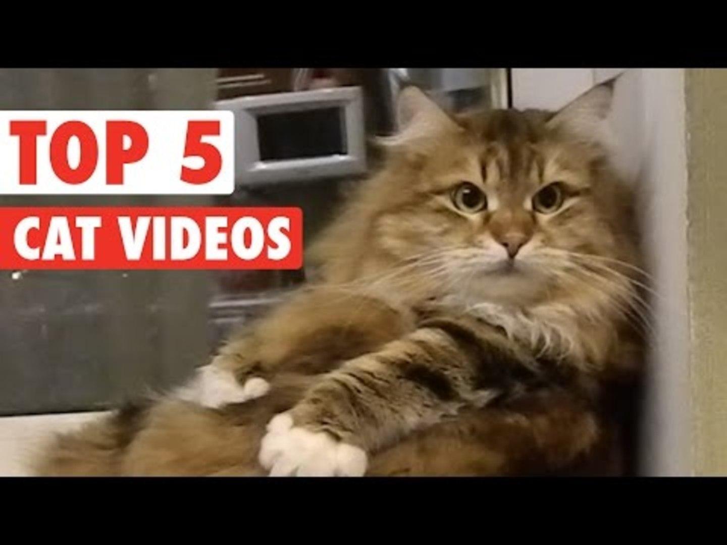 Top 5 Amazing Cats Compilation | Vol. 2