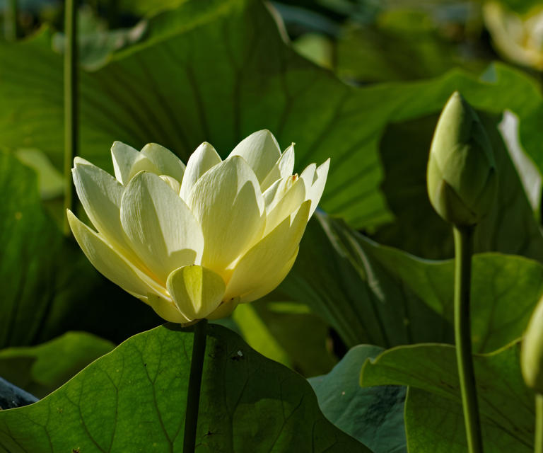Transform your pond with plate-sized golden blooms – expert advice on ...