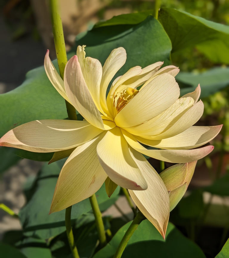 Transform your pond with plate-sized golden blooms – expert advice on ...
