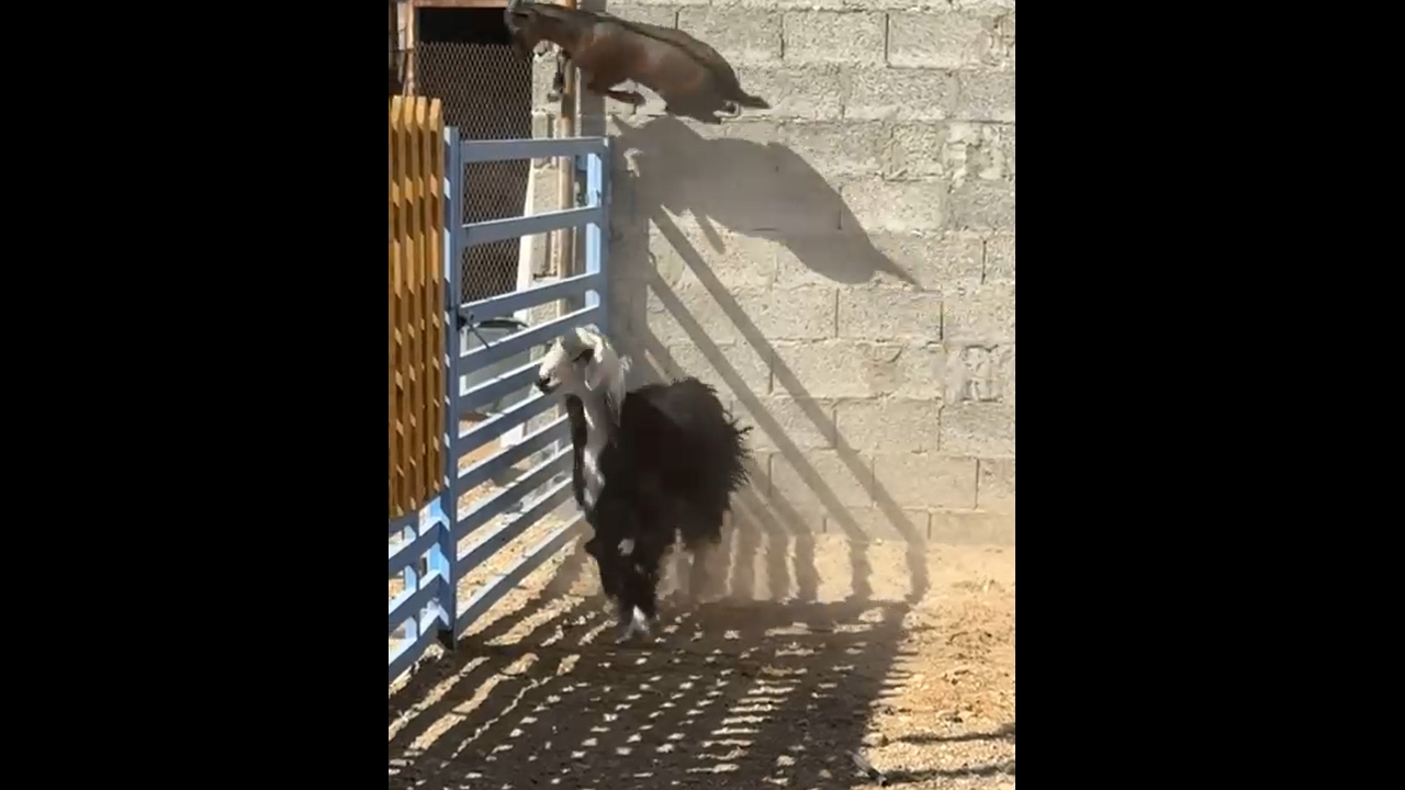 Goats jump over gate, one left confused in Saudi Arabia