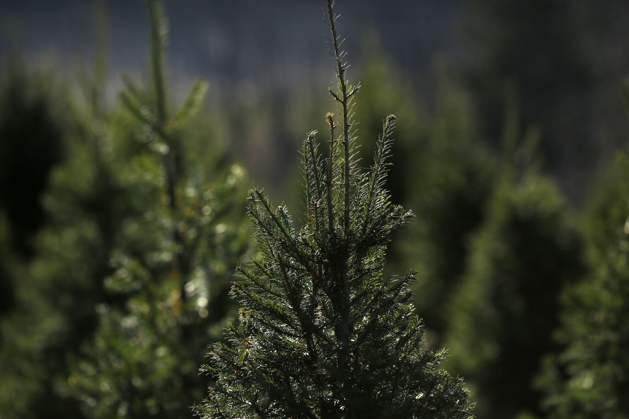 Hedge Fund Fir Tree Returns External Cash After Three Decades