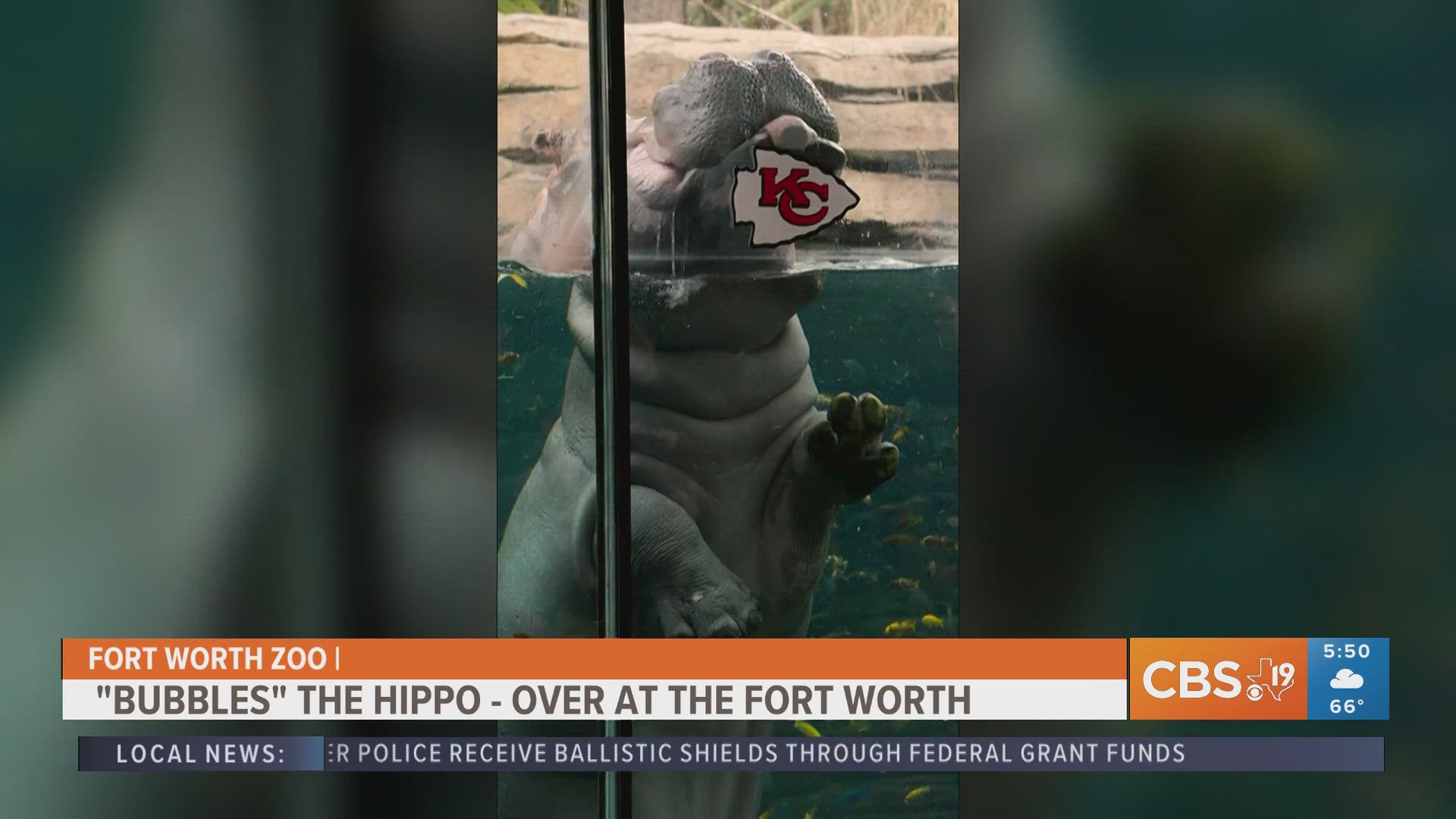 Zoo animals pick Super Bowl winner