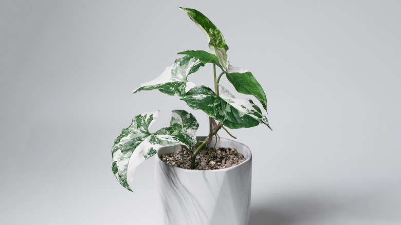 15 Variegated Plants To Spruce Up Your Indoor Spaces