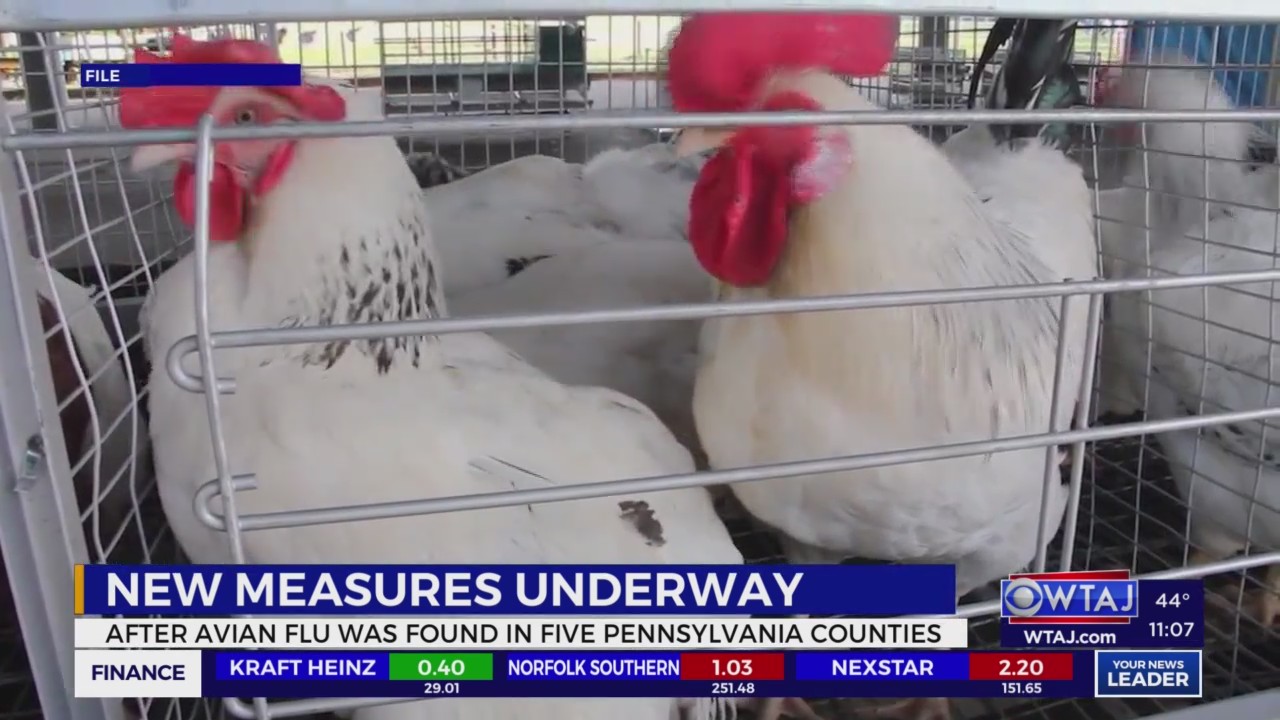 Avian flu found in 5 Pennsylvania counties; new measures underway