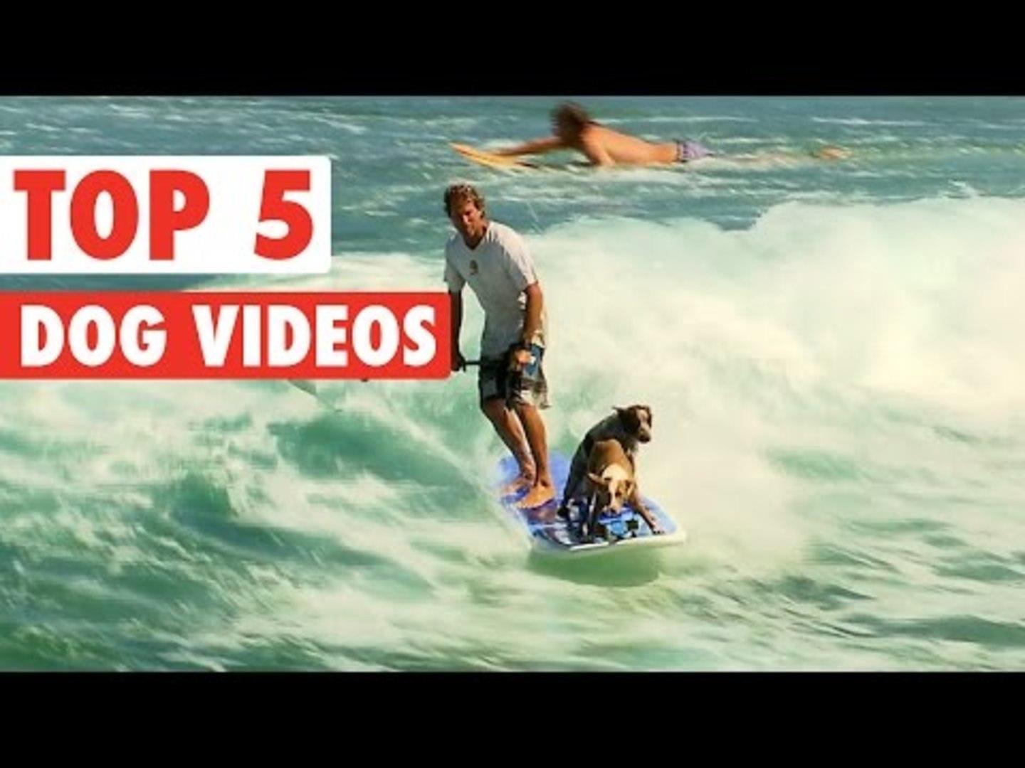Top 5 Amazing Dogs Compilation | Vol. 3