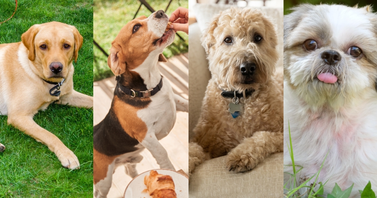 Dessa 20 hundraser är perfekta för dig som skaffar ditt första husdjur