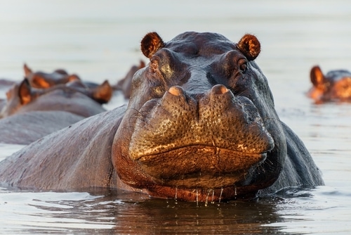 The Massive Creature With An 18-Foot Long Head