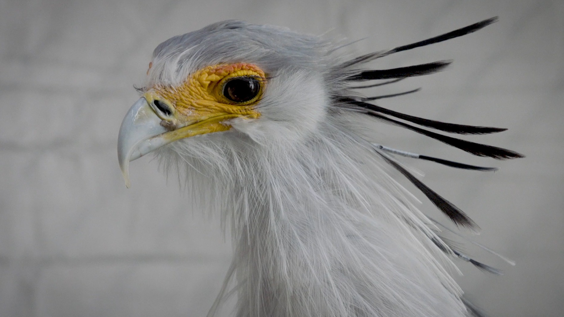 Why Are These Beautiful Birds Called ‘Stompers’?