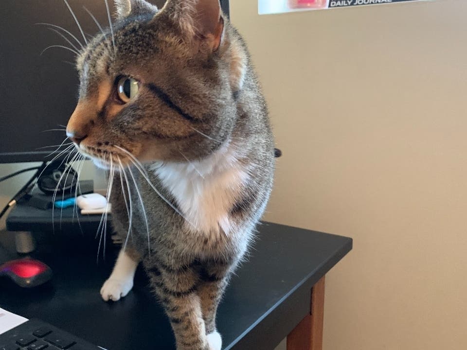 Elmhurst Cat Held For Ransom? Probably Not