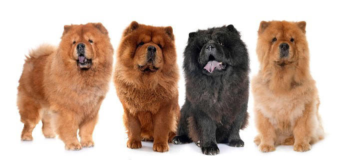 Experience the unmatched loyalty and beauty of a Chow Chow dog