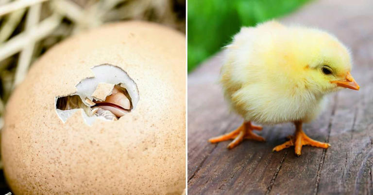 Did the Chicken or the Egg Come First? Scientists May Have Finally ... Did the Chicken or the Egg Come First? Scientists May Have Finally ...