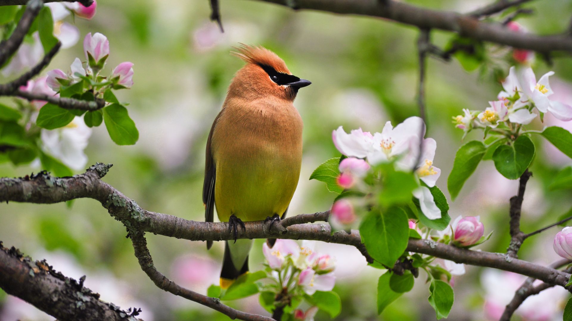 Tips for taking care of wild birds