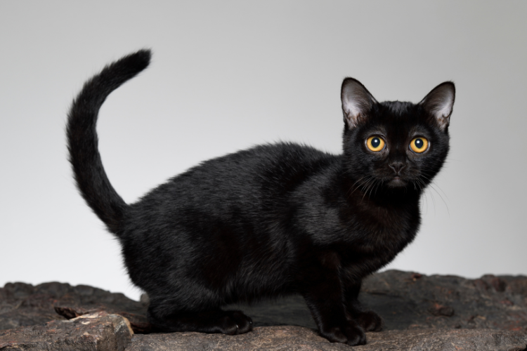 How 10 Subtle Cat Cues Reveal Their True Mood, So Pay Attention