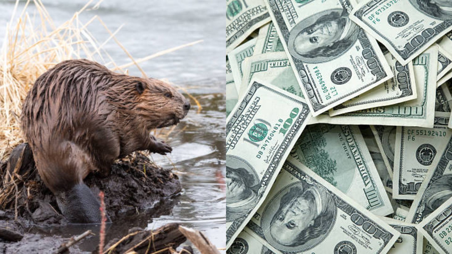 These beavers saved the Czechia government $1.2 MILLION dollars