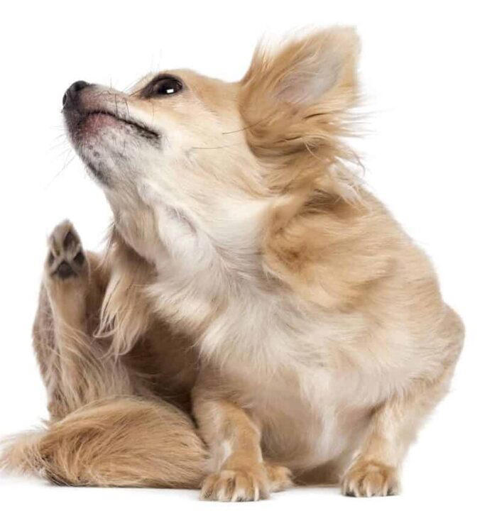 Discover 6 common dog skin issues and how to solve them