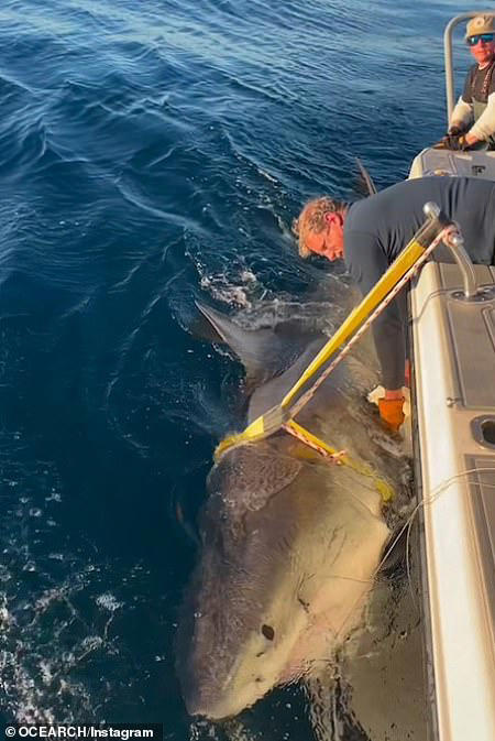 Largest male shark ever detected as researchers give it scary name