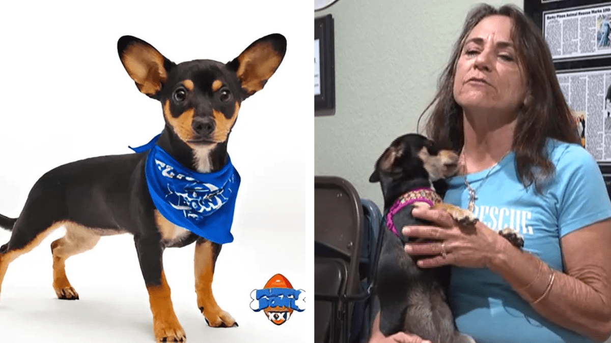 Meet Violet: The Pup Vying for Lombarky Trophy in 2025 Puppy Bowl