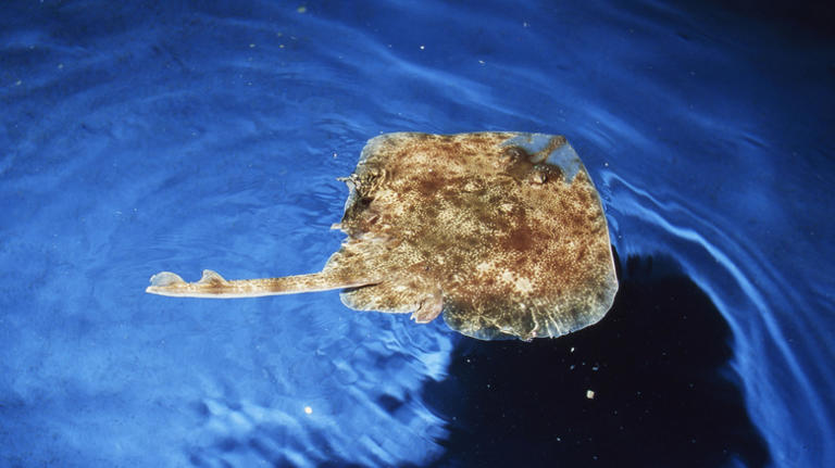 Why It's Best To Avoid Eating Skate Fish Skin