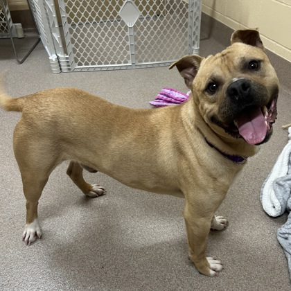 Meet Bugs: Featured Pet for February 7