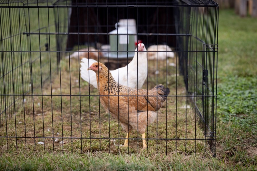 Shapiro Administration to make quick response after avian influenza ...