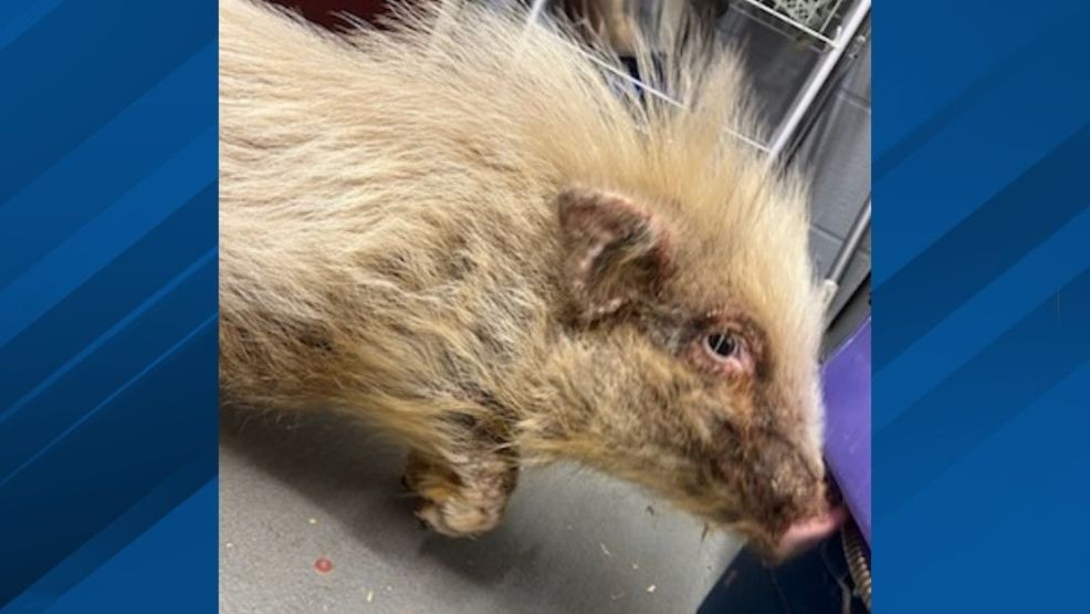 Man arrested in case of emaciated pig