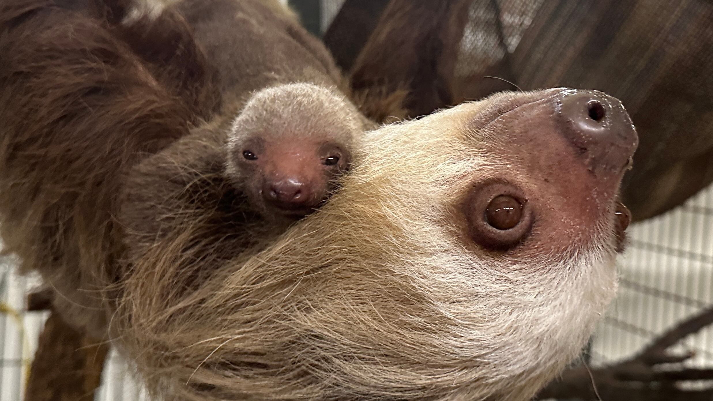 Cheyenne Mountain Zoo announces the name of its new baby sloth!