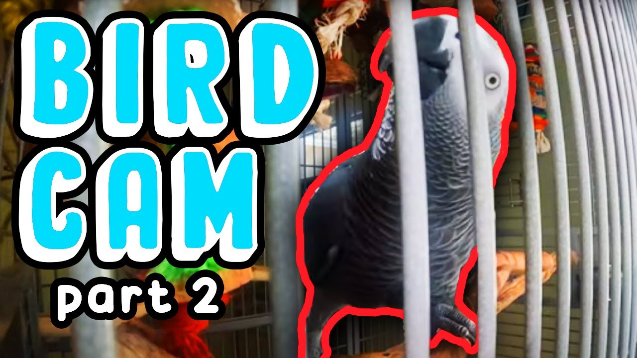 Talking Parrot Caught on Camera! | Bird Cam w/ Apollo