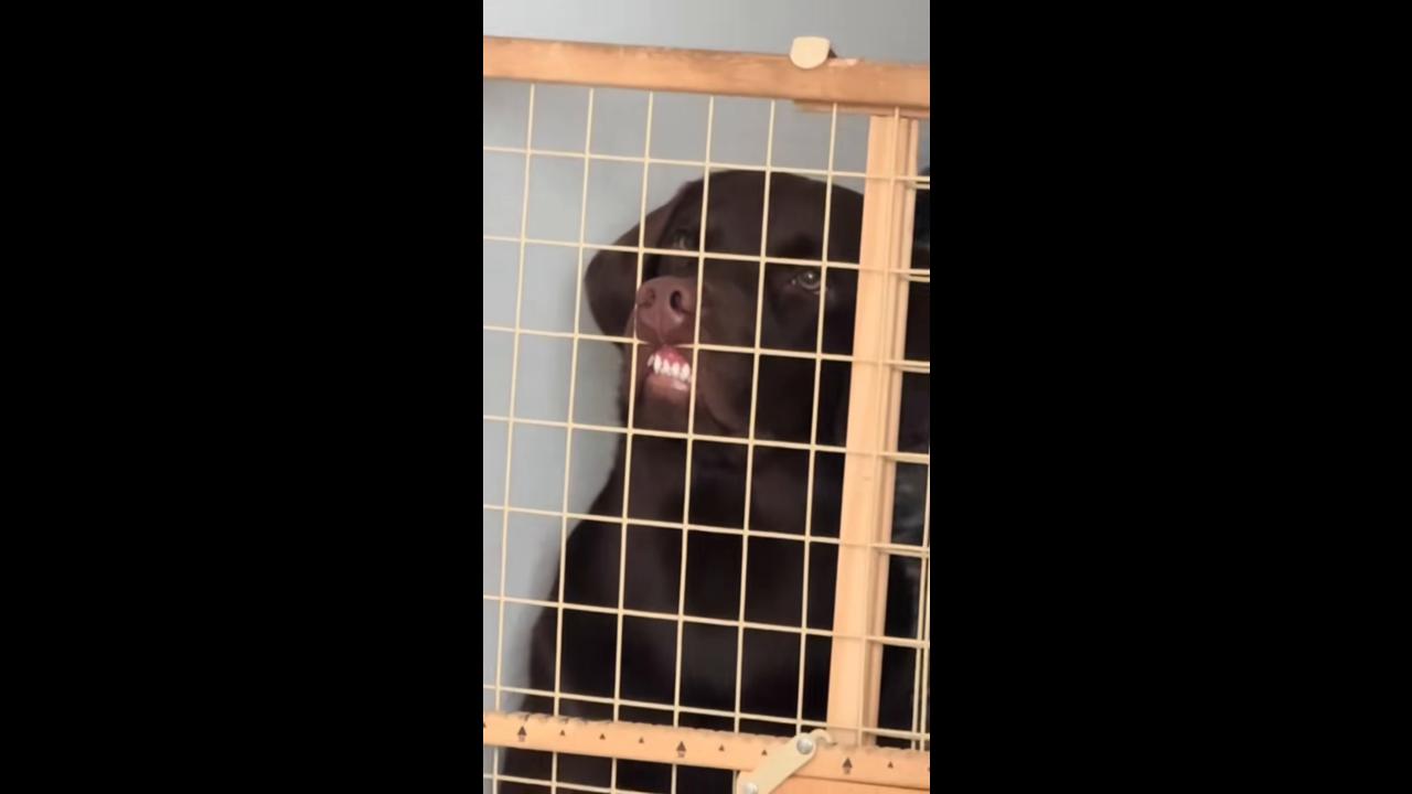 Chocolate Lab Flashes Goofy Smile