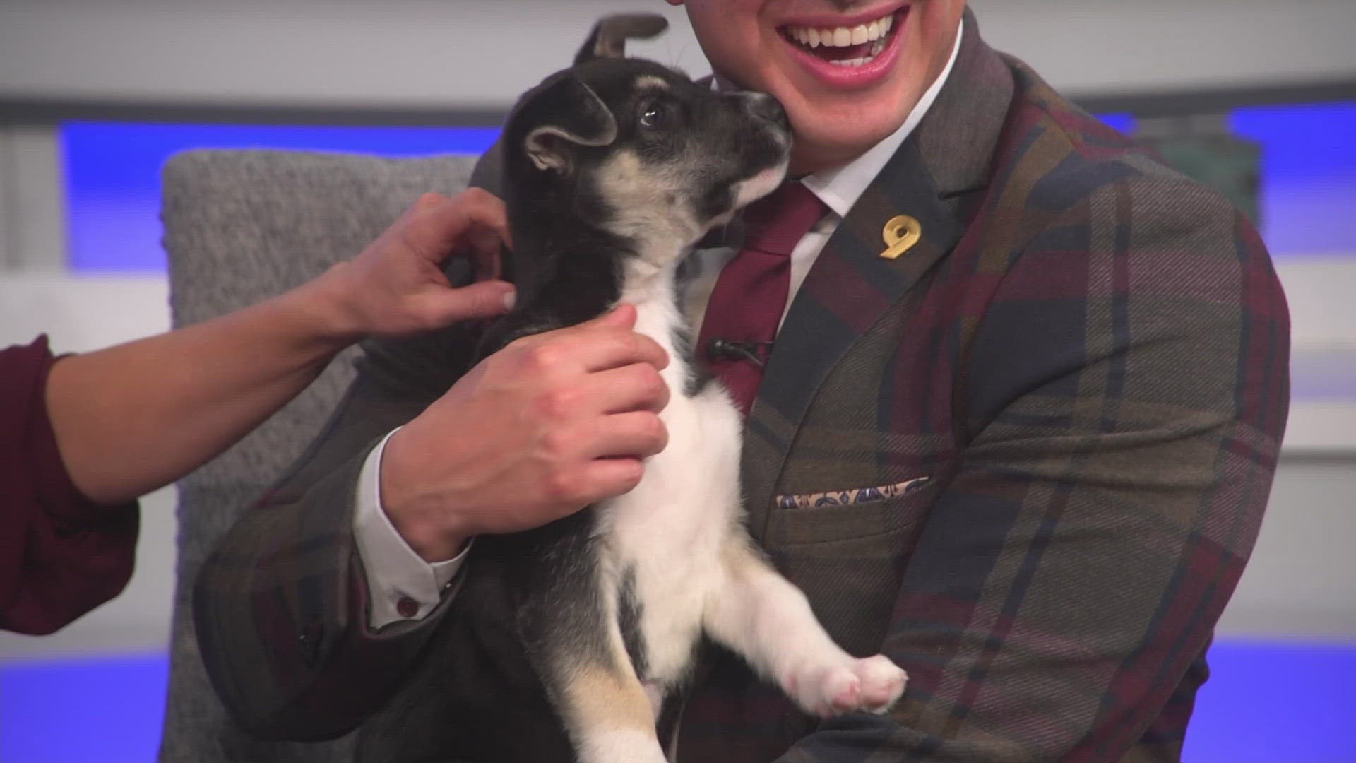 Fumble is taking part in the Puppy Bowl at DIA