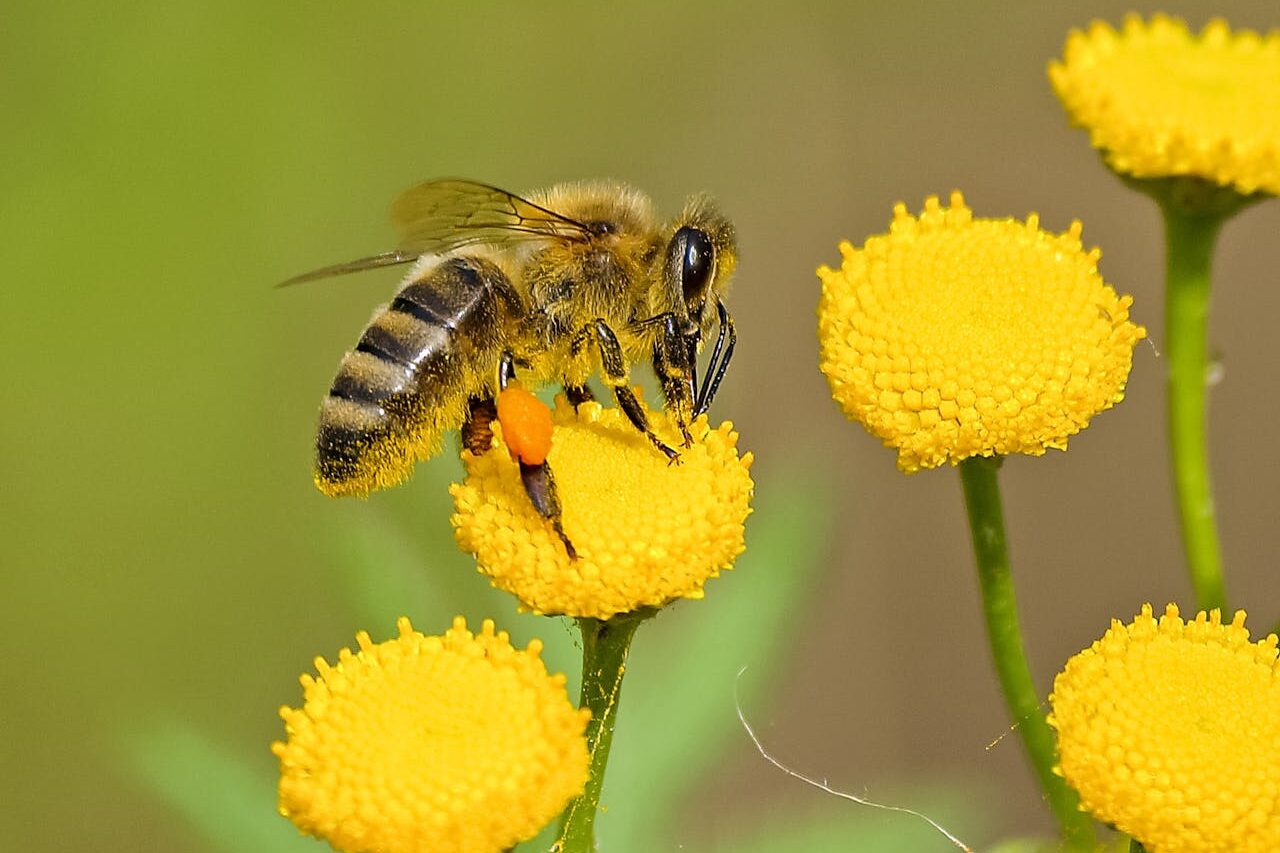 The Fascinating Relationship Between Pollinators and the Food We Eat
