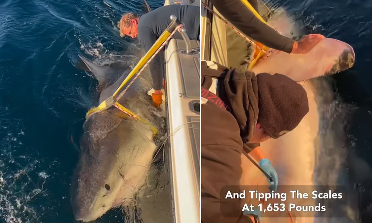 Largest male shark ever detected as researchers give it scary name