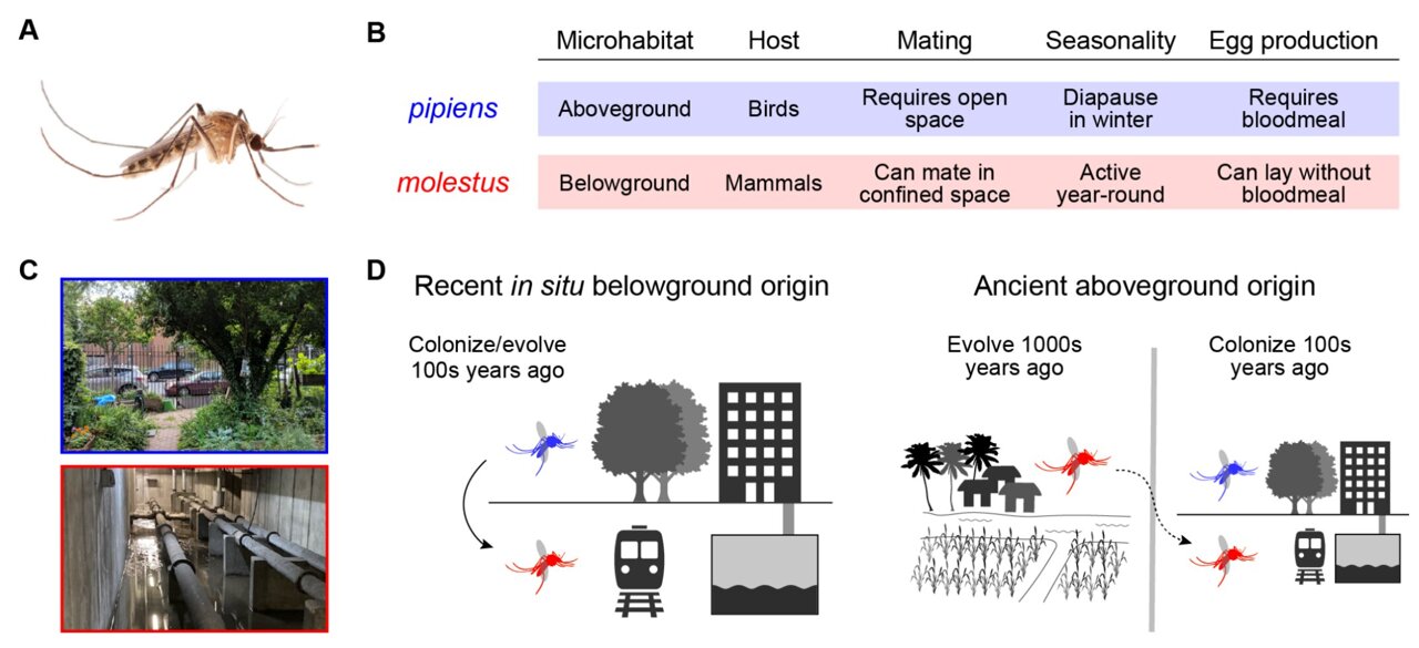 Genetic study shows London's underground mosquitoes evolved from ...