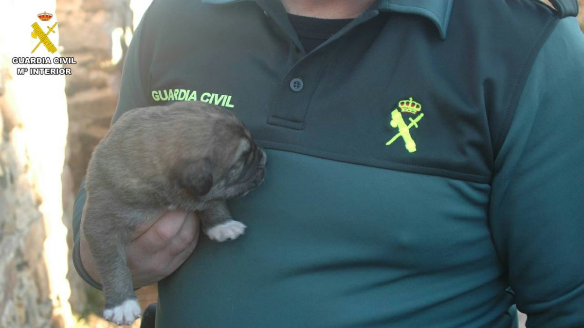 Maltrato animal en Soria: tiran a un contenedor de basura dos cachorros ...