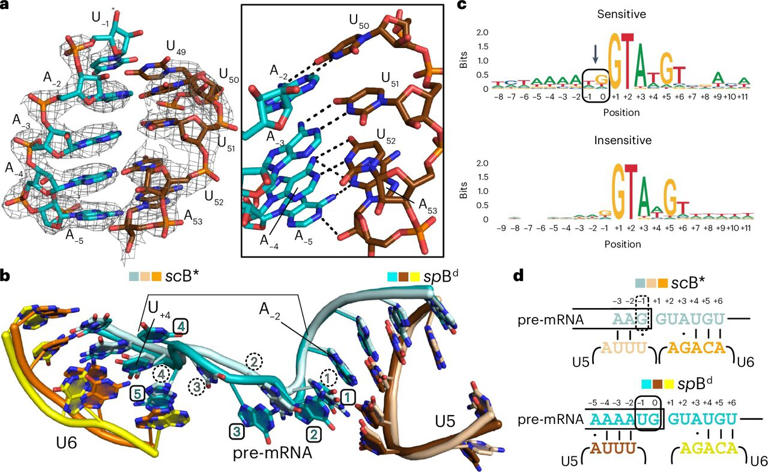 The spliceosome: An atomic-level look into how cells avoid errors when ...